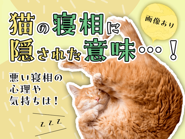【画像あり】猫の寝相に隠された意味!悪い寝相の心理や気持ちは!